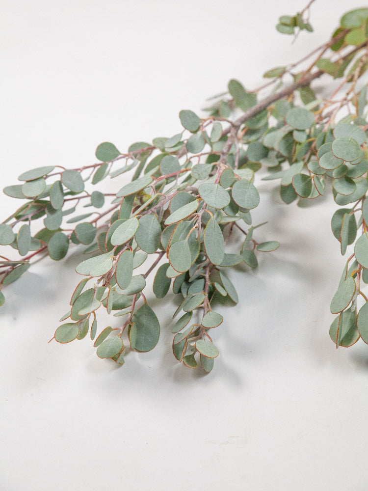 Create Your Custom Eucalyptus Box – Hello Eucalyptus