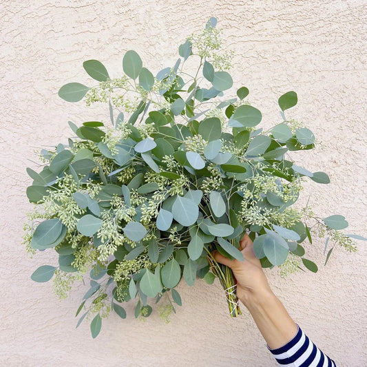 Buy Wholesale Eucalyptus Greenery In Bulk | Order Online – Hello Eucalyptus
