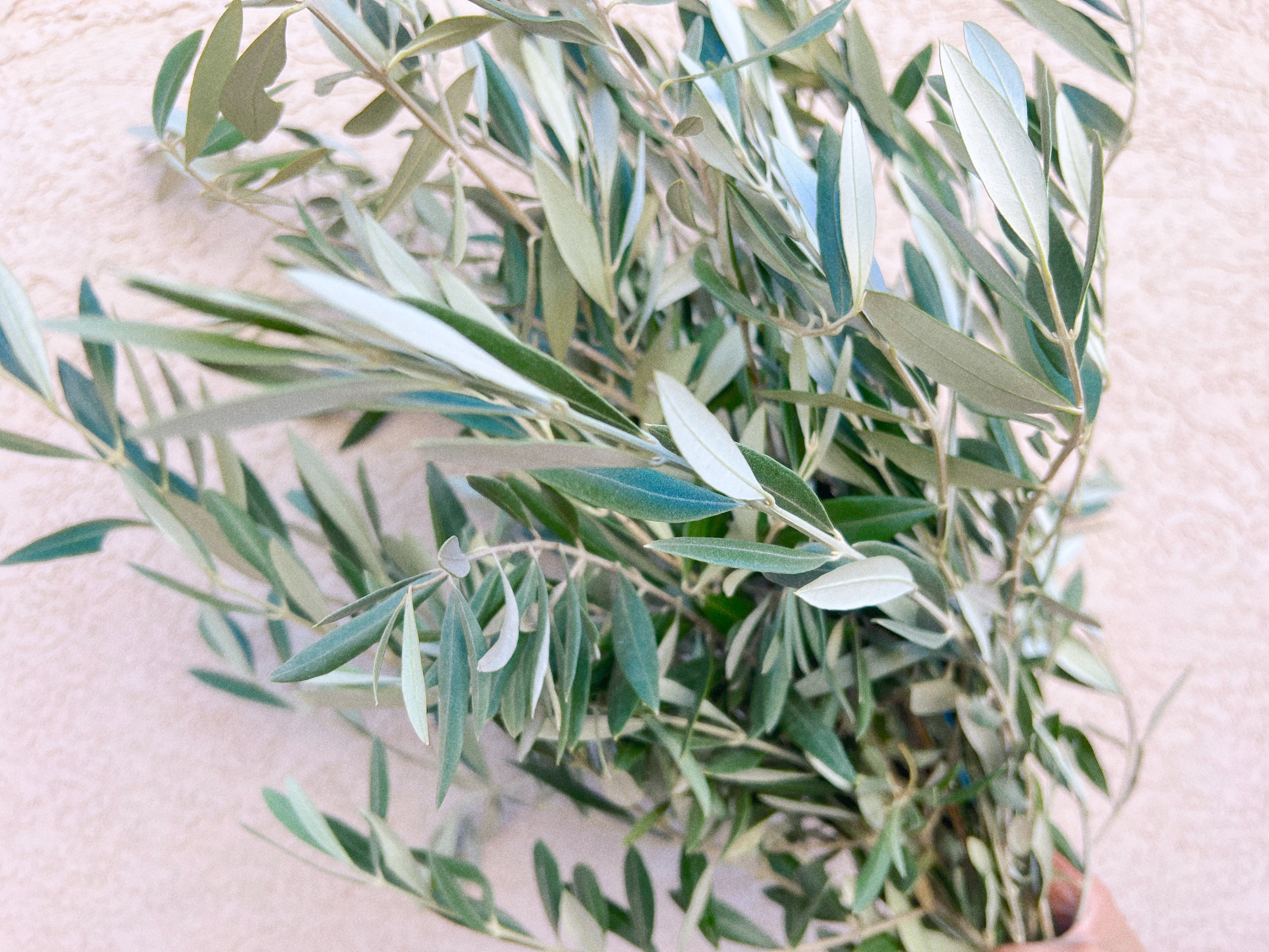 Real Olive Branches Fresh/Dry | Buy Online – Hello Eucalyptus
