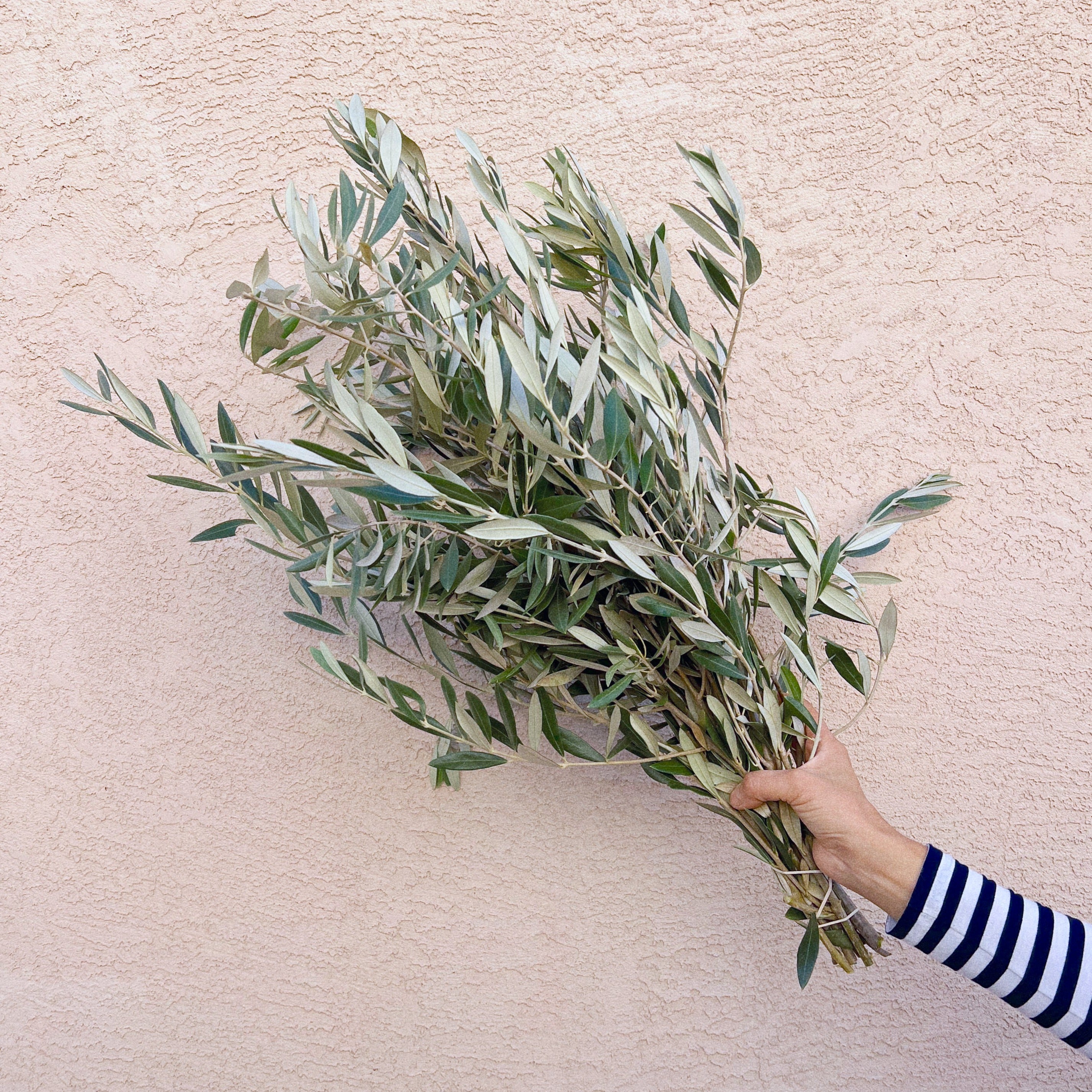 Real Olive Branches Fresh/Dry | Buy Online – Hello Eucalyptus