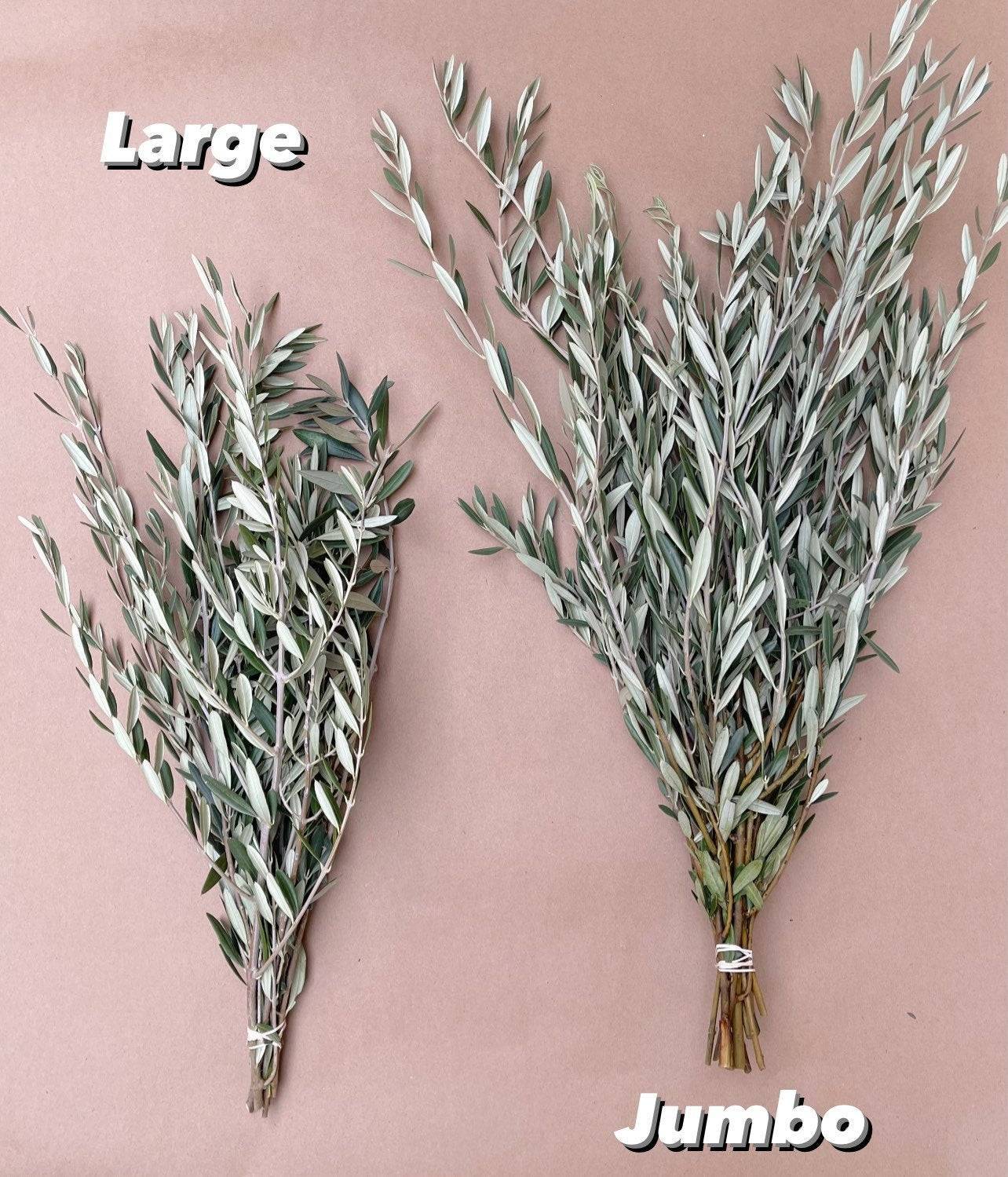 Real Olive Branches Fresh/Dry | Buy Online – Hello Eucalyptus